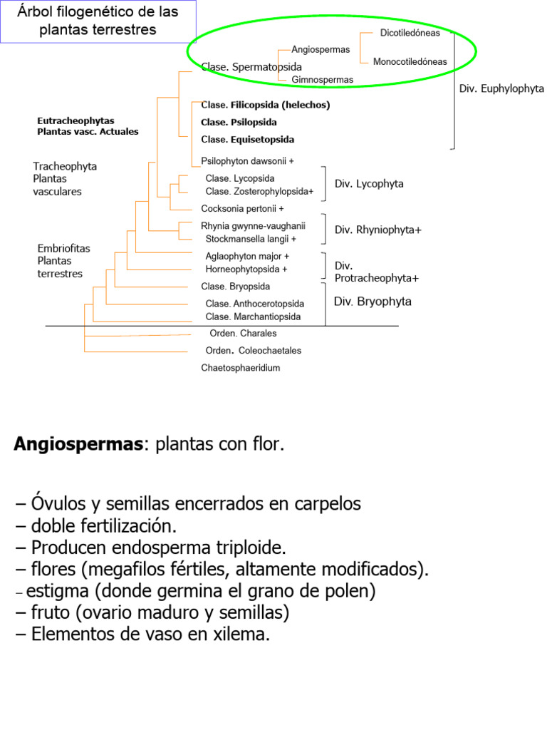 Angiospermas I 2019 | PDF | Flores | Plantas
