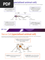 Specialised Animal Cells - Living Organisms - KS3 Biology - BBC ...