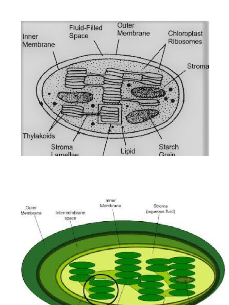 Biology Year 9,,,photosynthesis | PDF