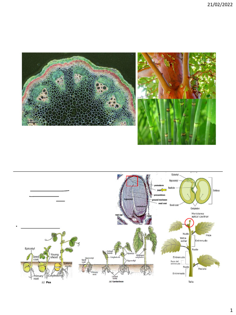 Estructura y Crecimiento del Tallo | PDF | Tallo de la planta | Hormona ...
