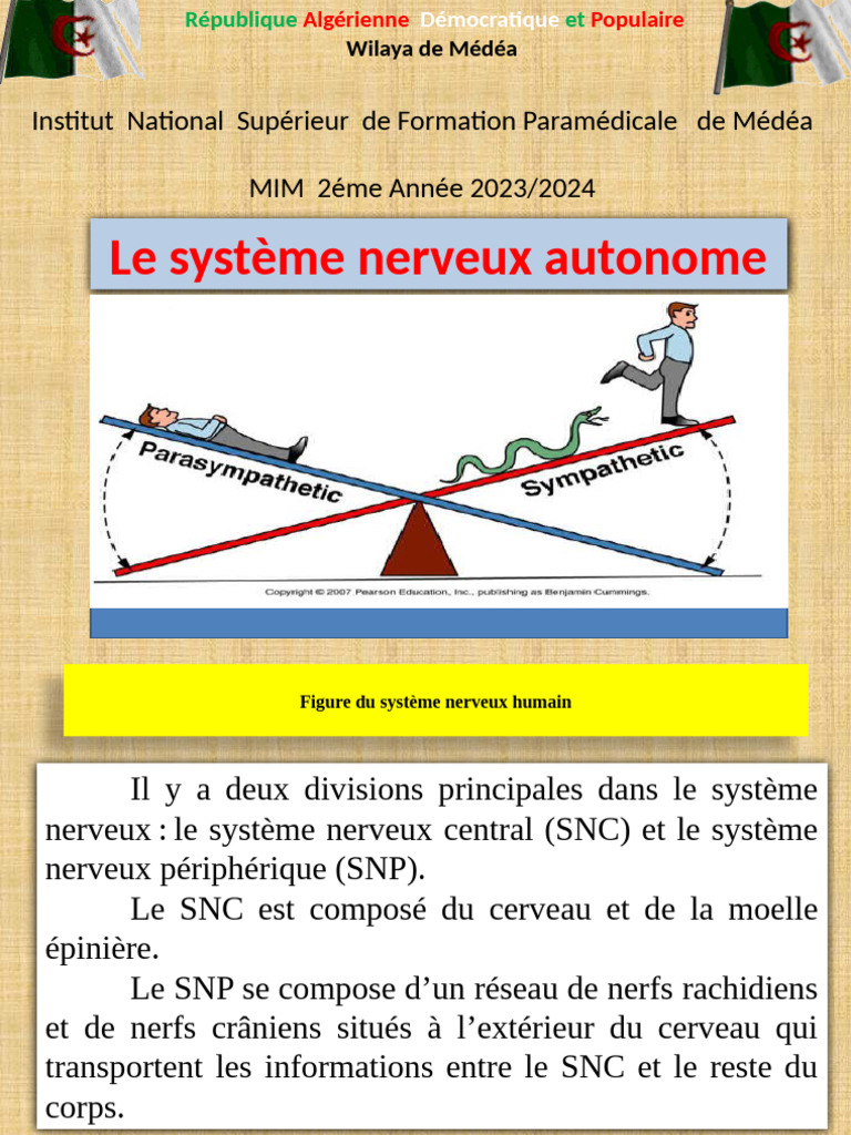 Système Nerveux Autonome : Fonction et Rôle | PDF | Système nerveux ...