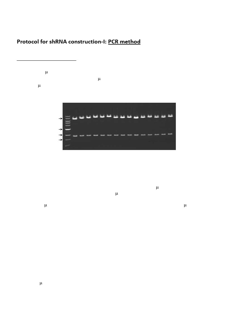 shRNA Construction Protocols for PCR | PDF | Polymerase Chain Reaction ...