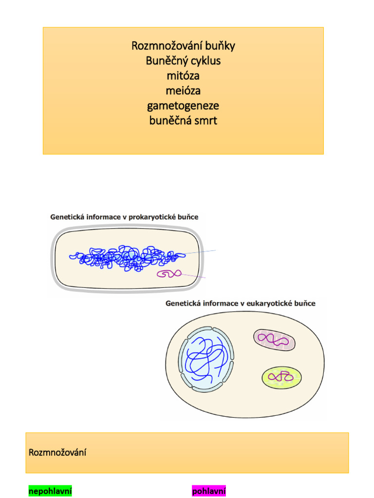 Buněčný Cyklus, Mitoza, Meioza | PDF