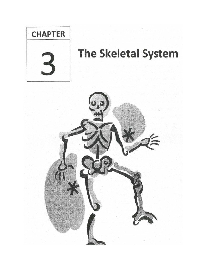 Lesson 3 the Skeletal System | PDF
