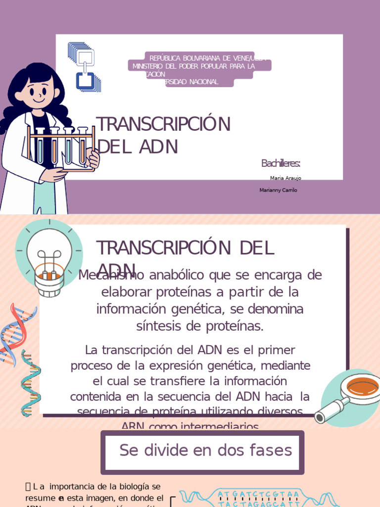 Transcripcion Del Adn | PDF | Rna | Messenger Rna