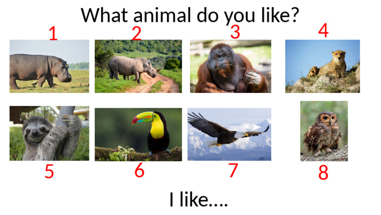 Question Time - What Animal Do You Like ? | PDF