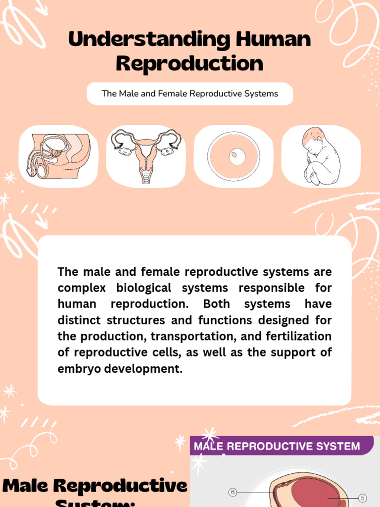 Understanding Human Reproduction Education Presentation in Peach Violet ...