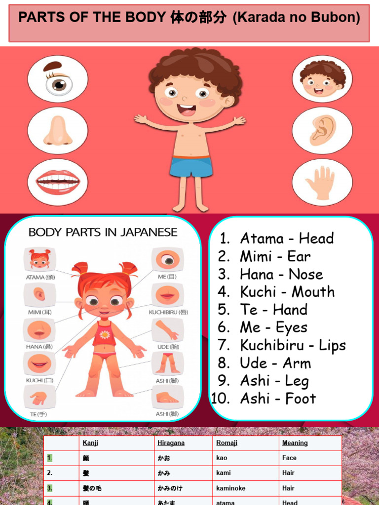 Unit 4 Parts of The Body | PDF