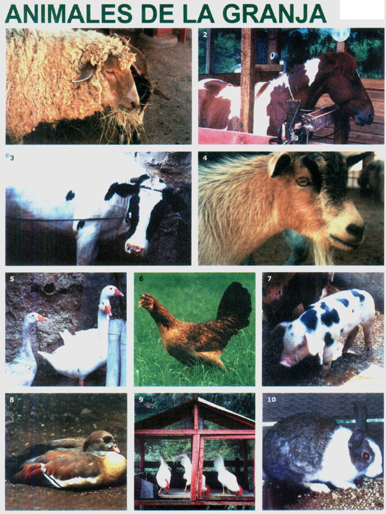 Animales de La Granja | PDF