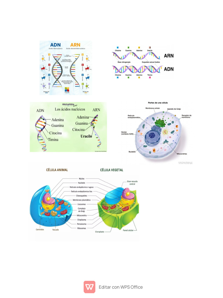 Documento (2) WPS Office | PDF