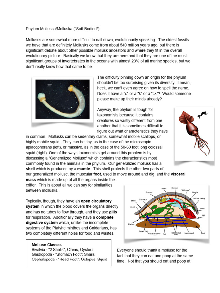 Overview of Phylum Mollusca | PDF | Mollusca | Zoology