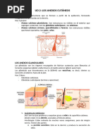 Glándulas Sudoríparas: Ecrinas y Apocrinas | PDF | Termorregulación ...