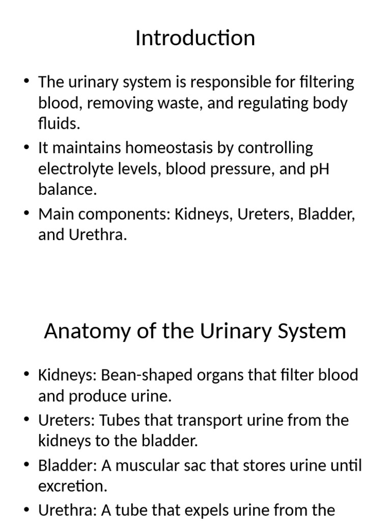 Urinary System Detailed Presentation | PDF | Urinary System | Kidney