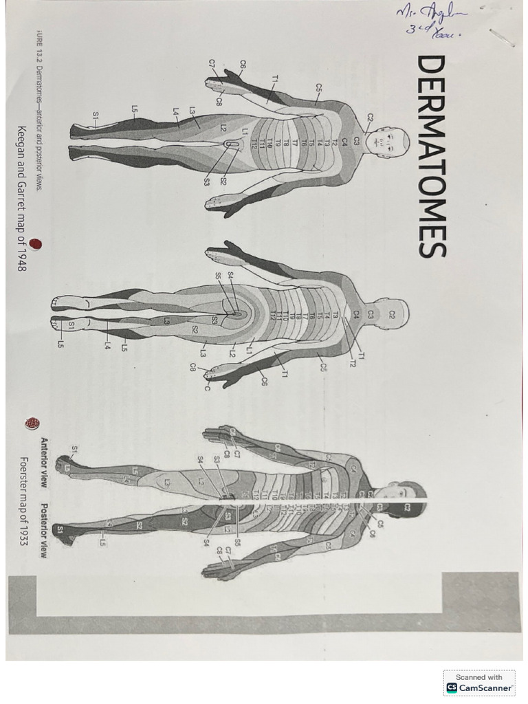 Dermatomes Therapeutic | PDF