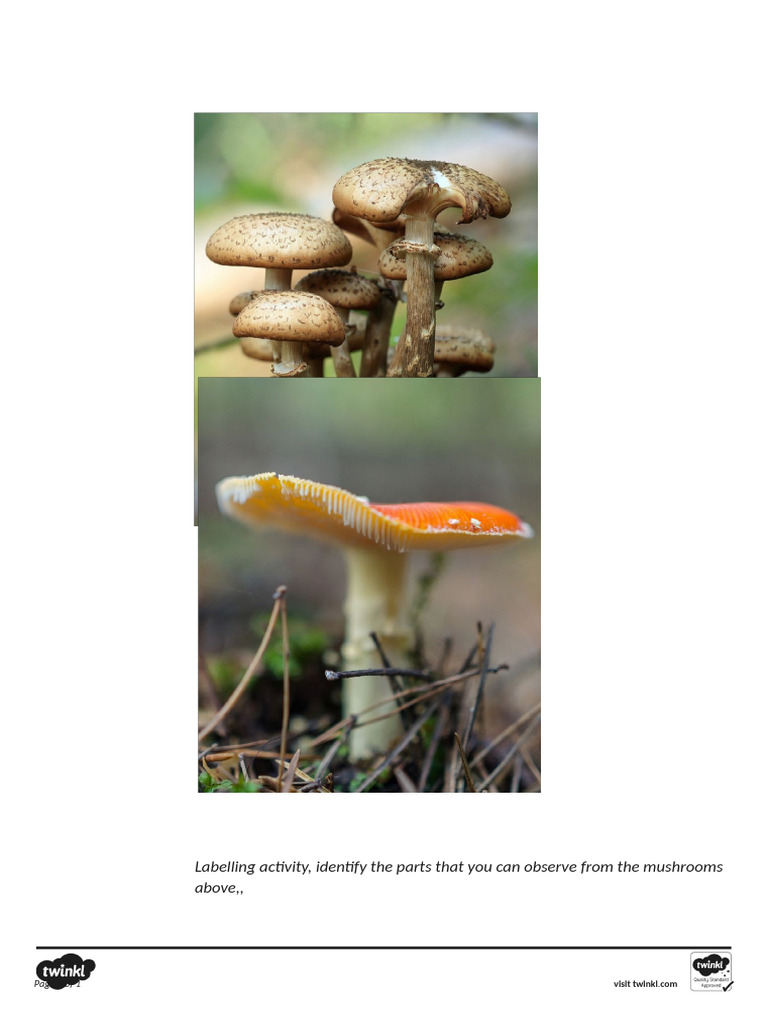 Biology Year 9 Fungi Resource | PDF