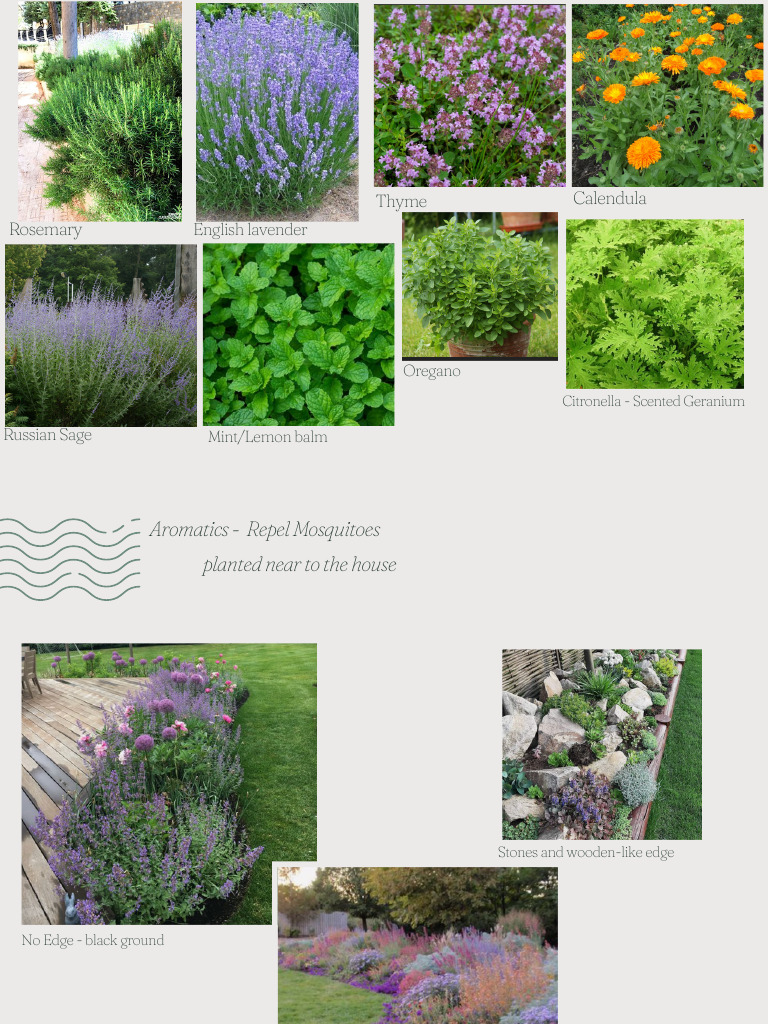 English Lavender | PDF