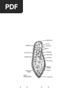 Structure and Life Cycle of Paramecium | PDF | Biology | Cell Biology