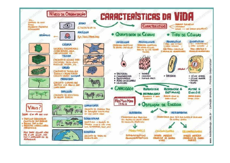 Mapa Mental 02 | PDF