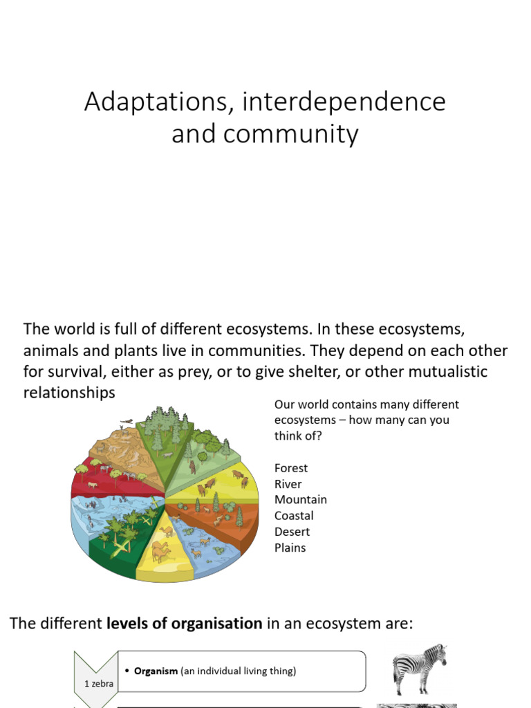 Lesson 1 - Adaptations, interdependence and competition | PDF ...