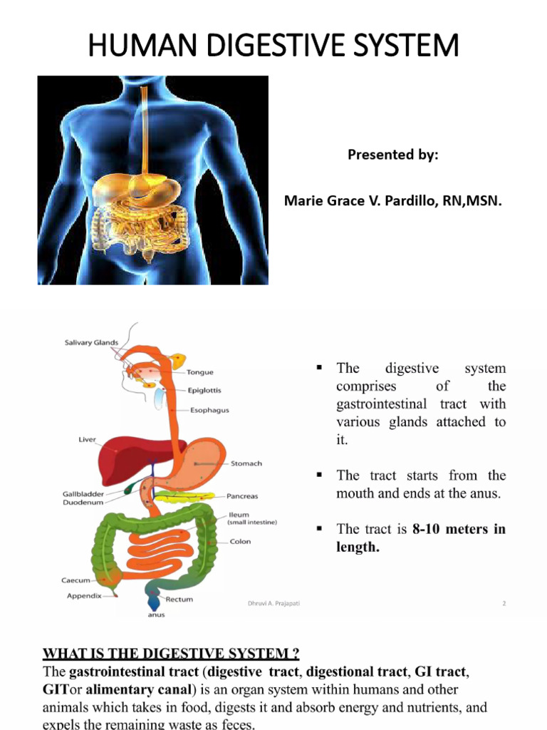 Human Digestive System | PDF