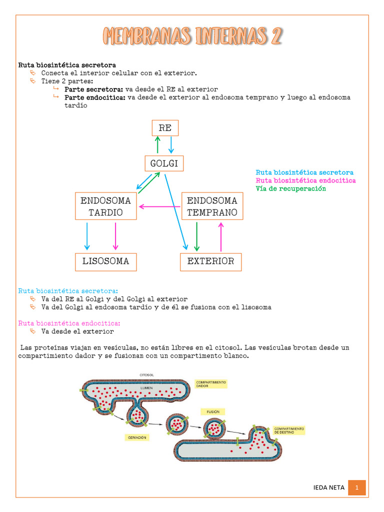 Membranas Internas 2-1 | PDF | Lisosoma | Membrana celular