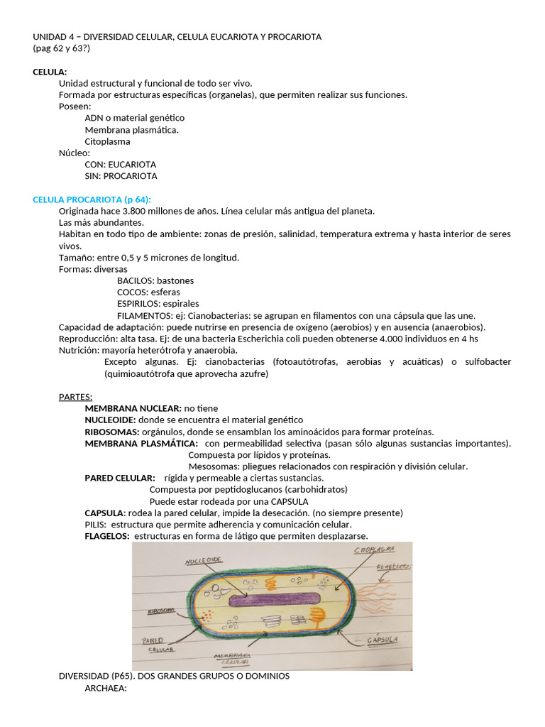 Diversidad De Células Eucariotas Y Procariotas Pdf Biología