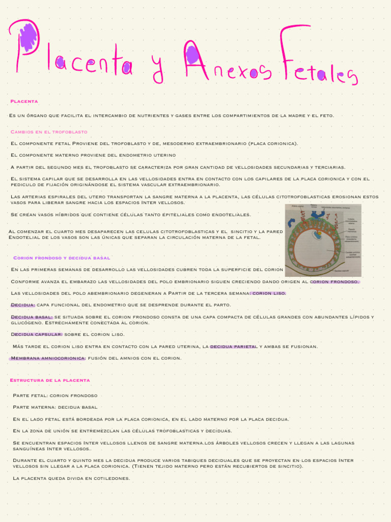 Placenta y Anexos Fetales | PDF | Placenta | Anatomía