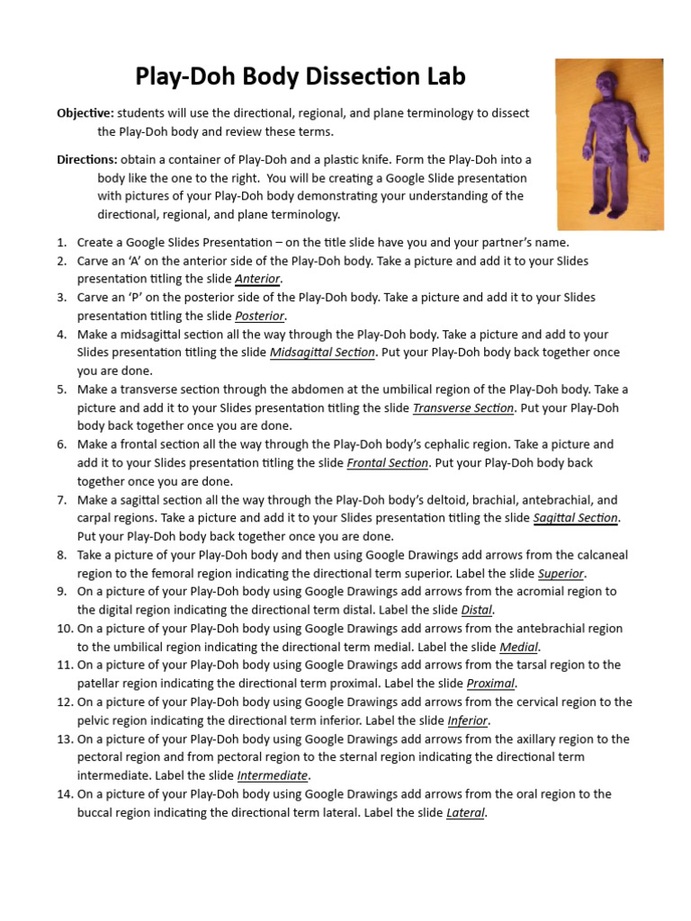 Play-Doh Body Dissection Lab | PDF | Anatomical Terms Of Location ...