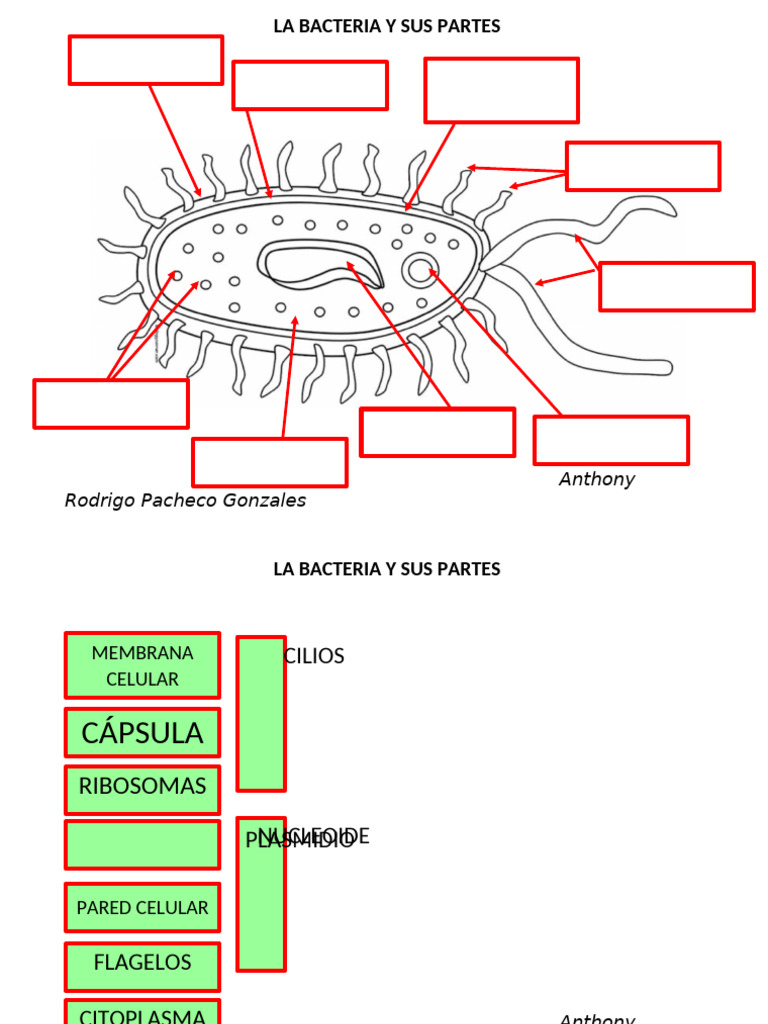Estructura y Partes de la Bacteria | PDF