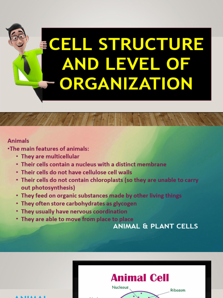 Cell Structure and Level of Organization Summary Note Edt | PDF | Cell ...