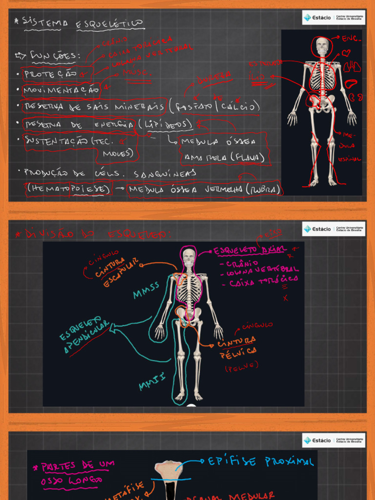 Aula Sistema Esquel Tico | PDF