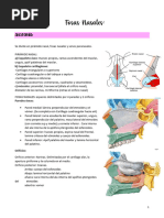Region Cigomatica | PDF | Anatomia animal | Sistema esquelético