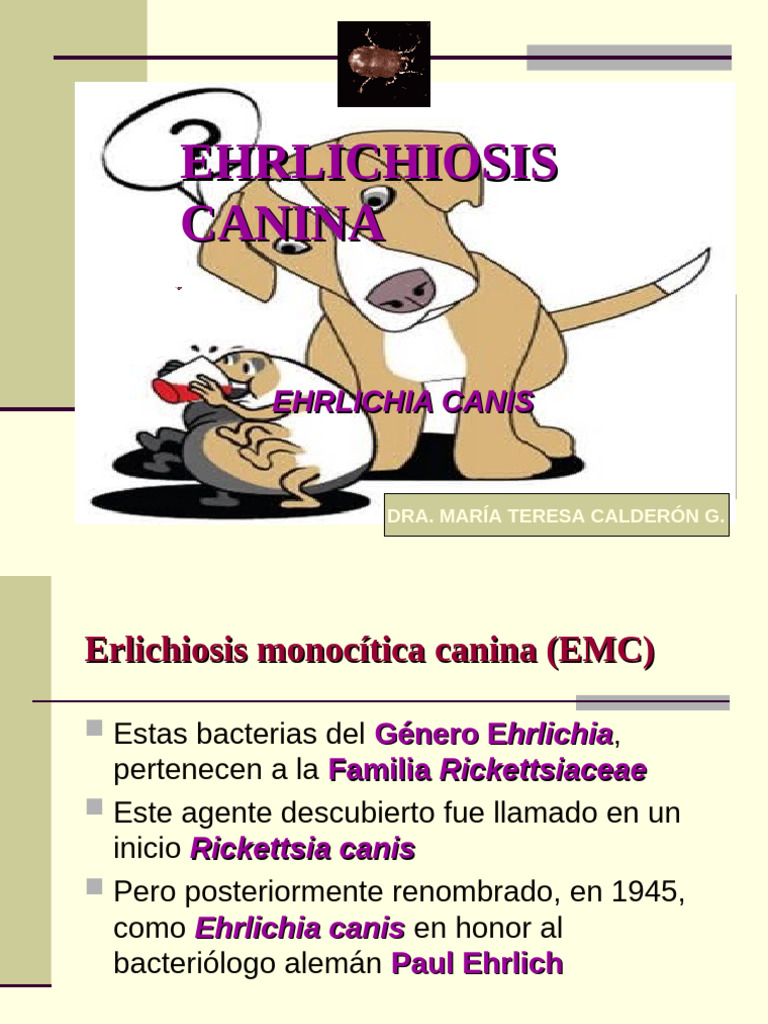 Ehrlichiosis (Rickettsias) | PDF | Biología
