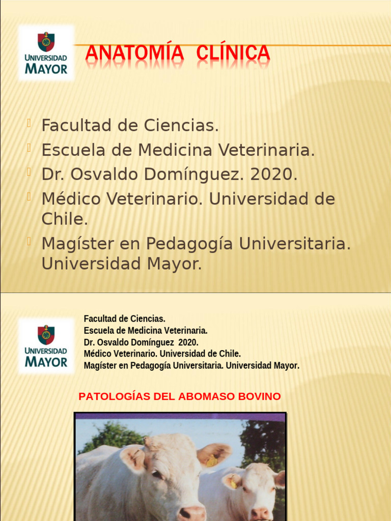 Patologías del Abomaso Bovino: Análisis y Tratamiento | PDF | Abdomen ...
