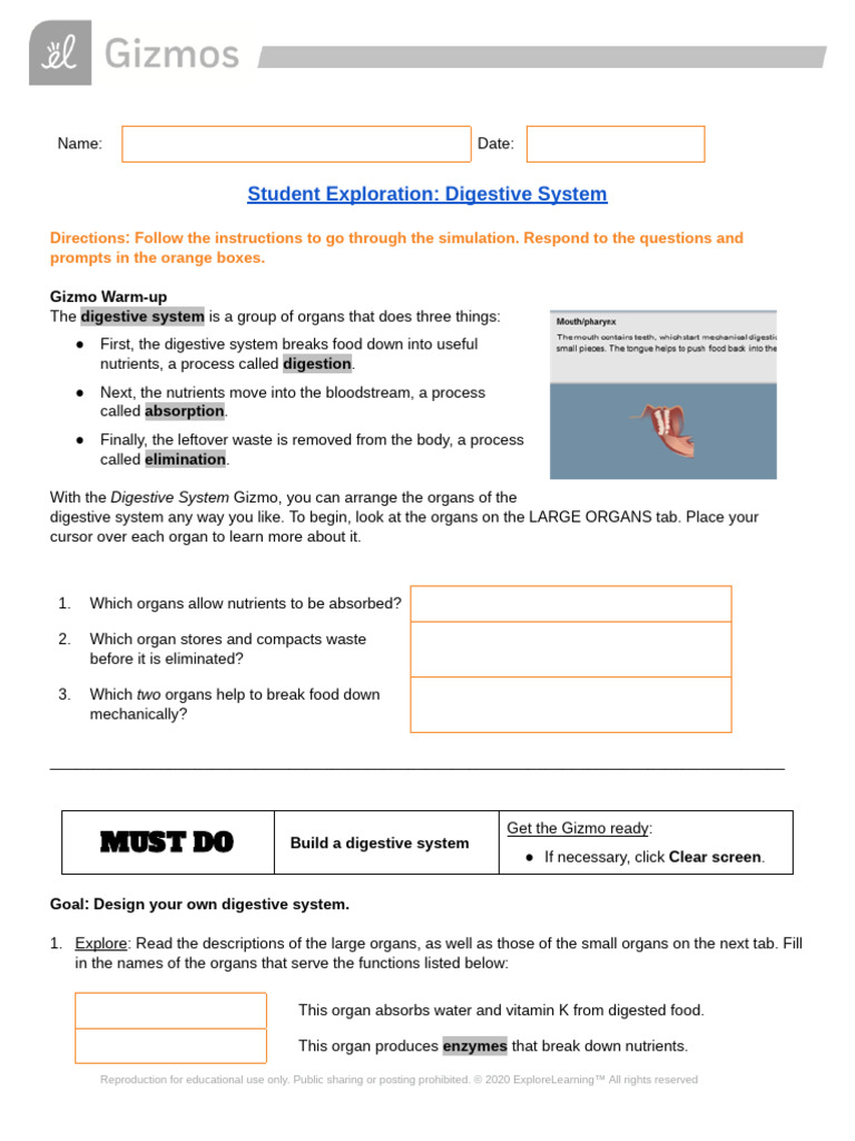 Digestive System Gizmo Student Worksheet - Modified - Culver | PDF