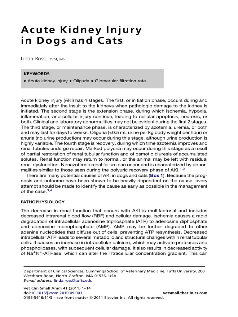 Acute Kidney Injury in Dogs and Cats | PDF | Creatinine | Intravenous ...