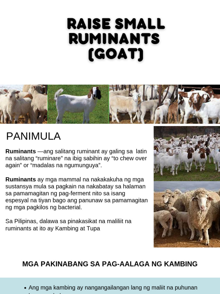 Raise Small Ruminant | PDF