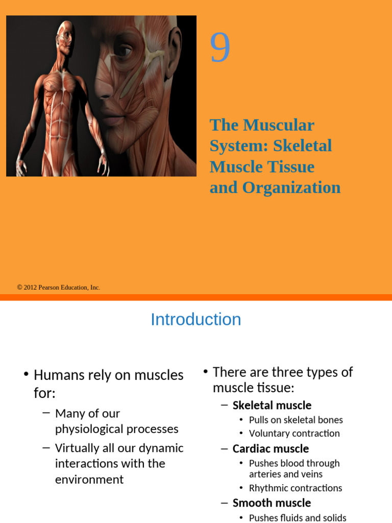 Understanding Skeletal Muscle Anatomy | PDF | Muscle Contraction ...