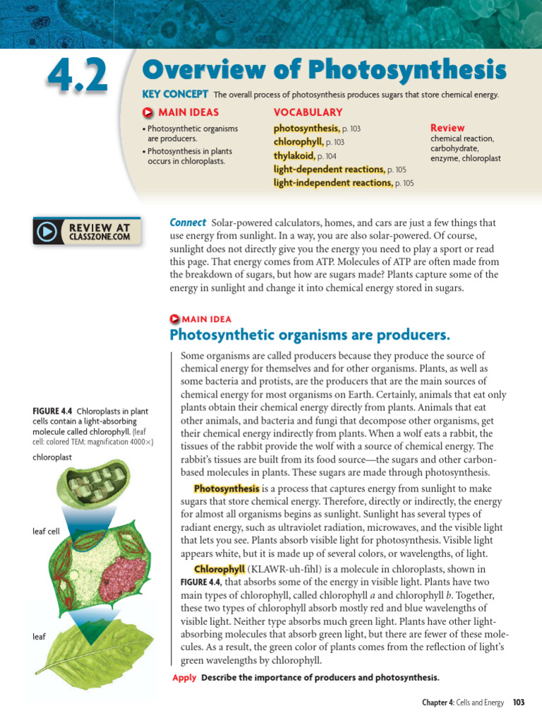 Photosynthesis Process in Plants | PDF | Photosynthesis | Chloroplast