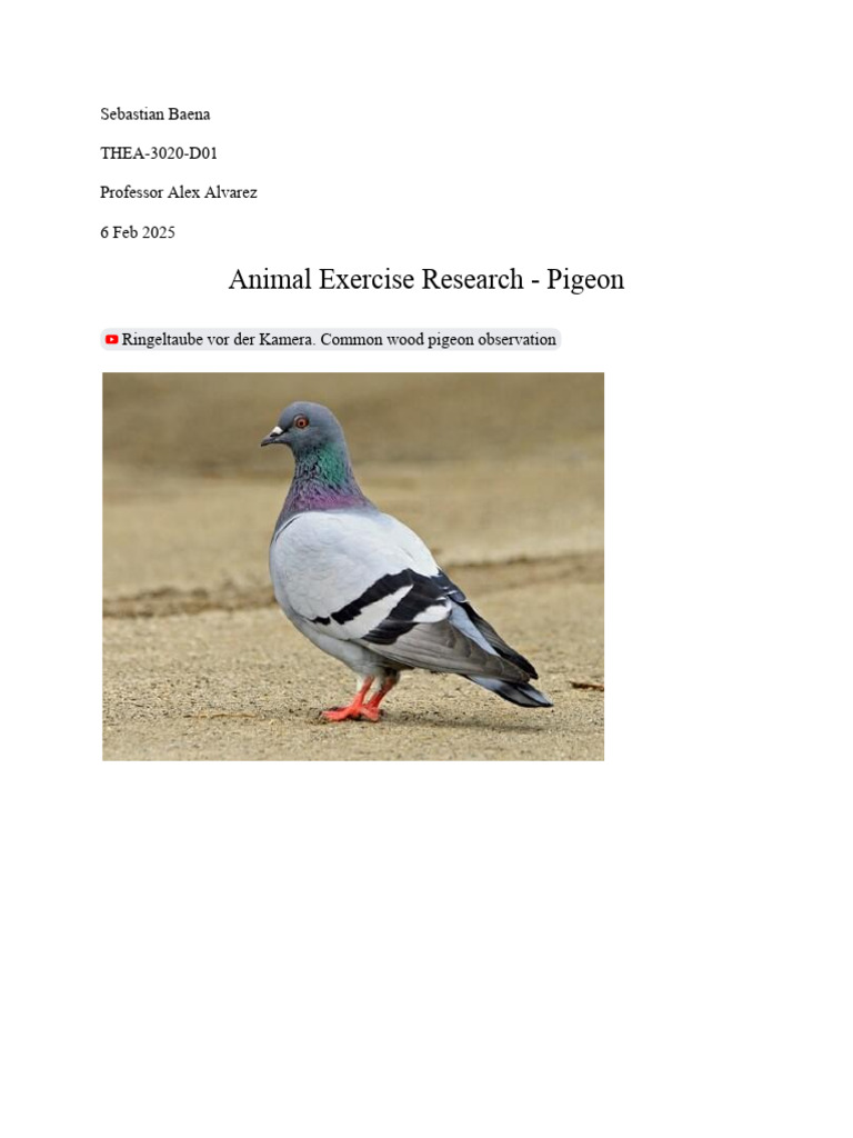 Pigeon Behavior and Habitat Adaptation | PDF | Birds | Holarctic Birds