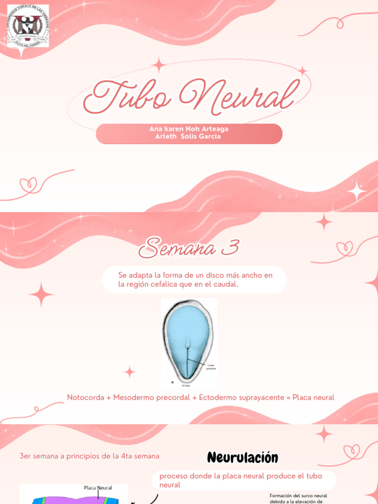 Formación del Tubo Neural y Neuroporos | PDF | Morfología (biología ...