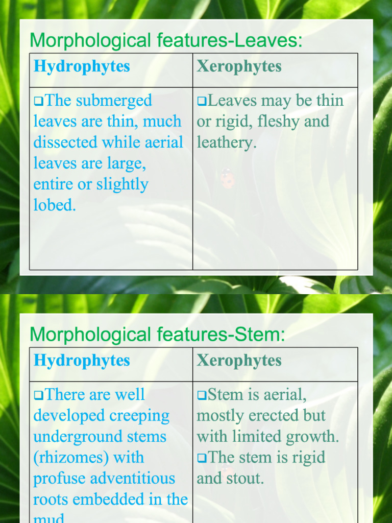 Adaptive Features | PDF
