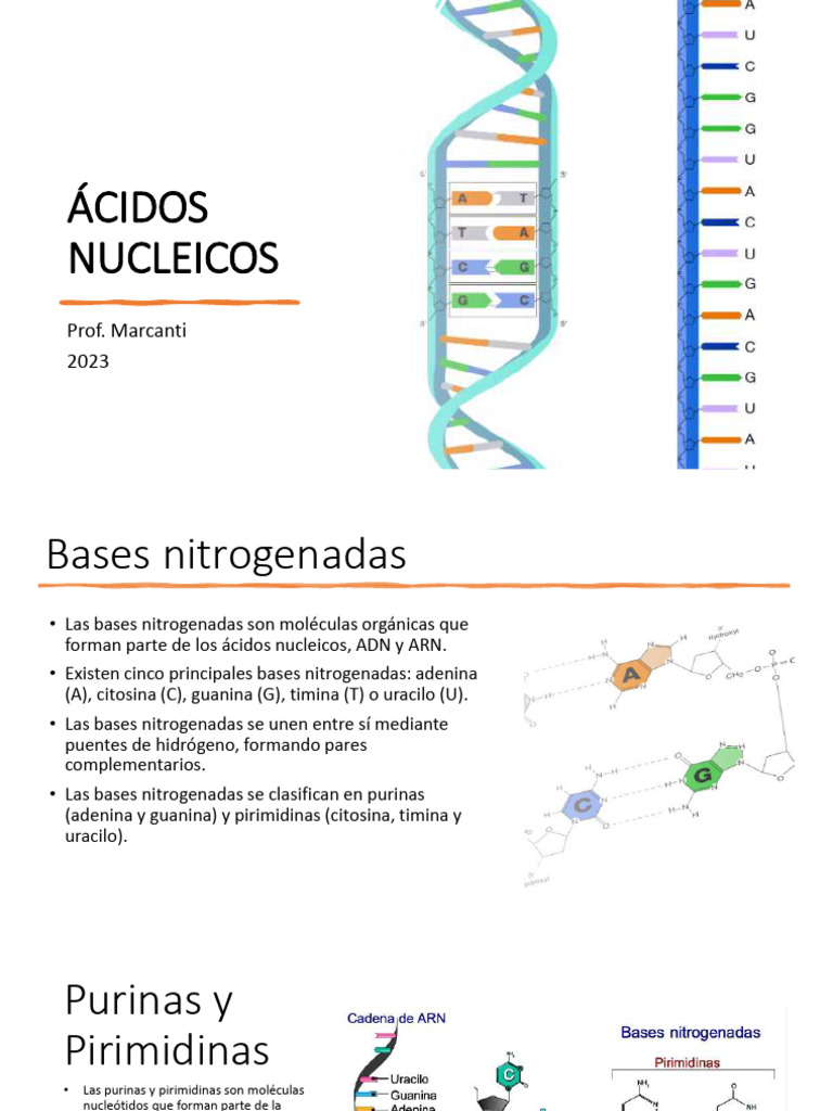 Ácidos Nucleicos - 2023 | PDF | Rna | Adn