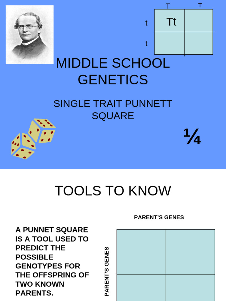 Punnett Square PPT 2 | PDF | Dominance (Genetics) | Genotype