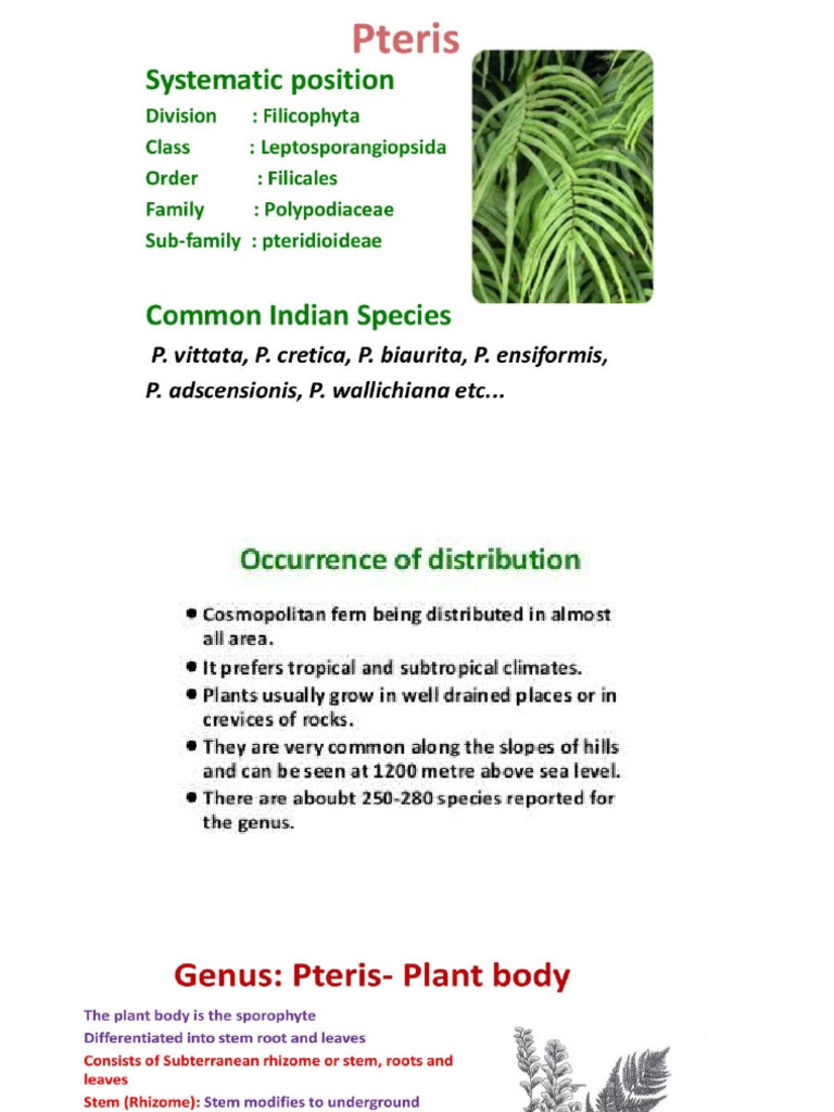 Pteris Leaf Anatomy and Life Cycle | PDF
