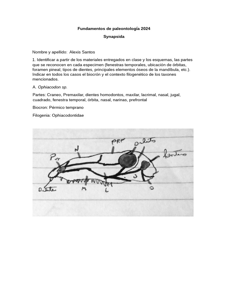 Synapsida Fundamentos 2024 | PDF
