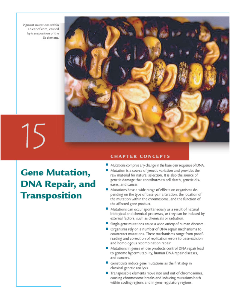 Corn Pigment Mutations and Transposition | PDF | Mutation | Genetics