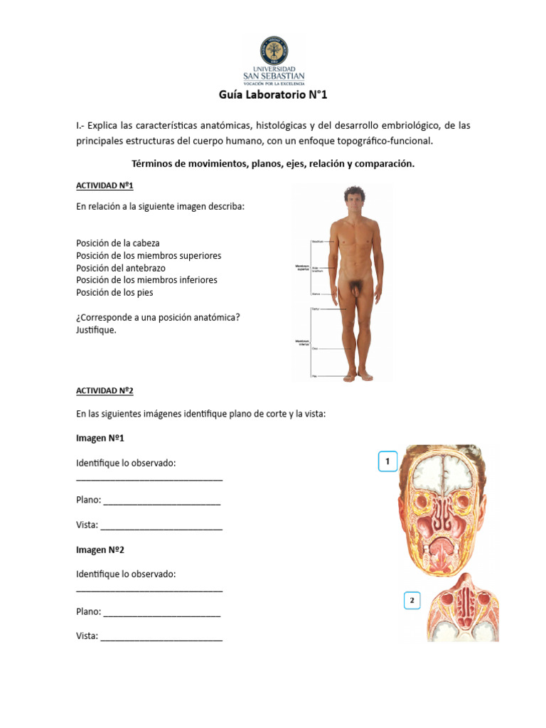 Guía Nº1 DMOR0030 GENERALIDADES ANATOMIA | PDF | Morfología (biología) | Anatomía