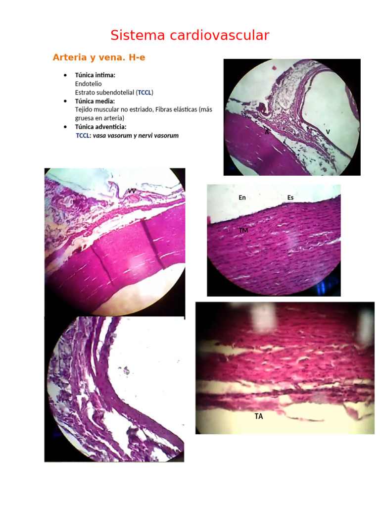 Guia Histo 3 | PDF | Epitelio | Membrana mucosa