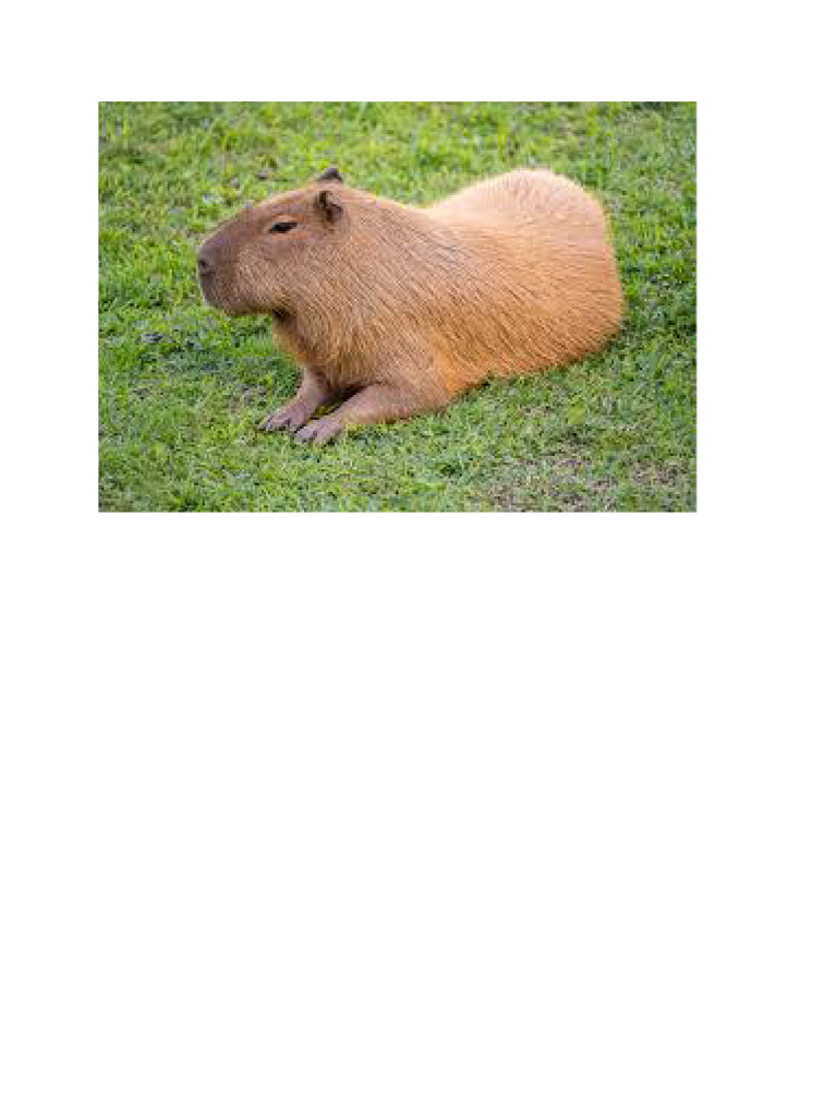 Capybara | PDF